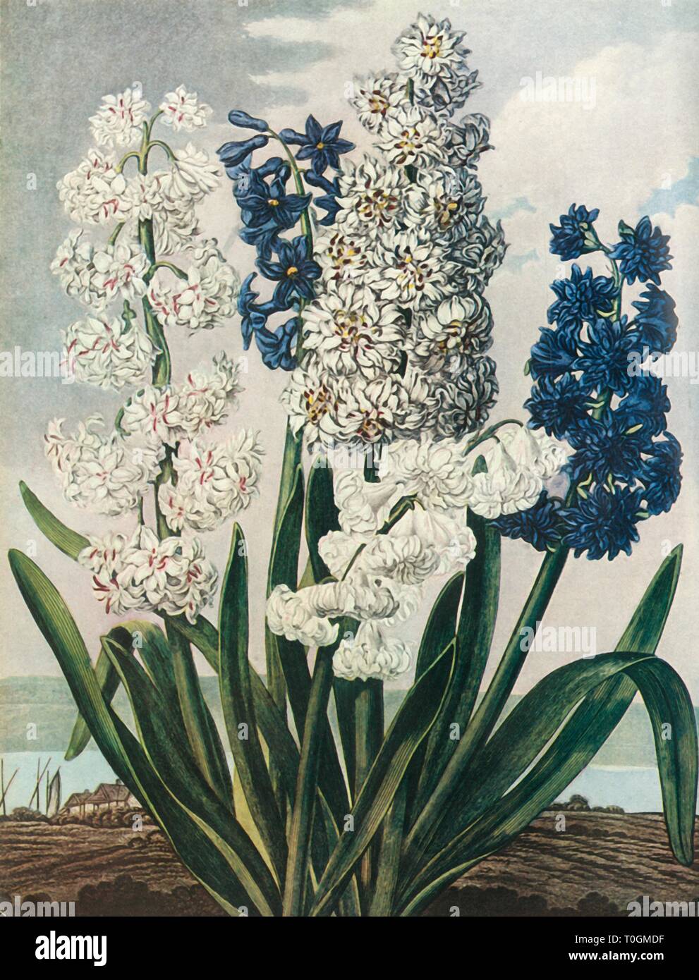 'Hyacinths', 1801, (1948). Creator: Thomas Warner Stock Photo - Alamy