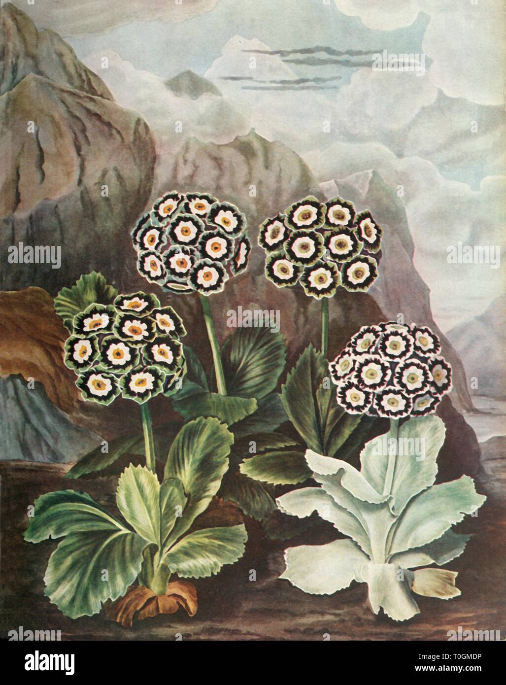 Flower auriculas hi-res stock photography and images - Alamy