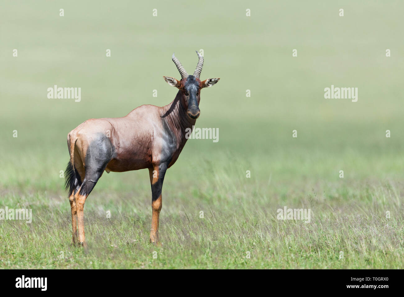 Topi (Damaliscus korrigum) in the grasslands of the Serengeti National ...