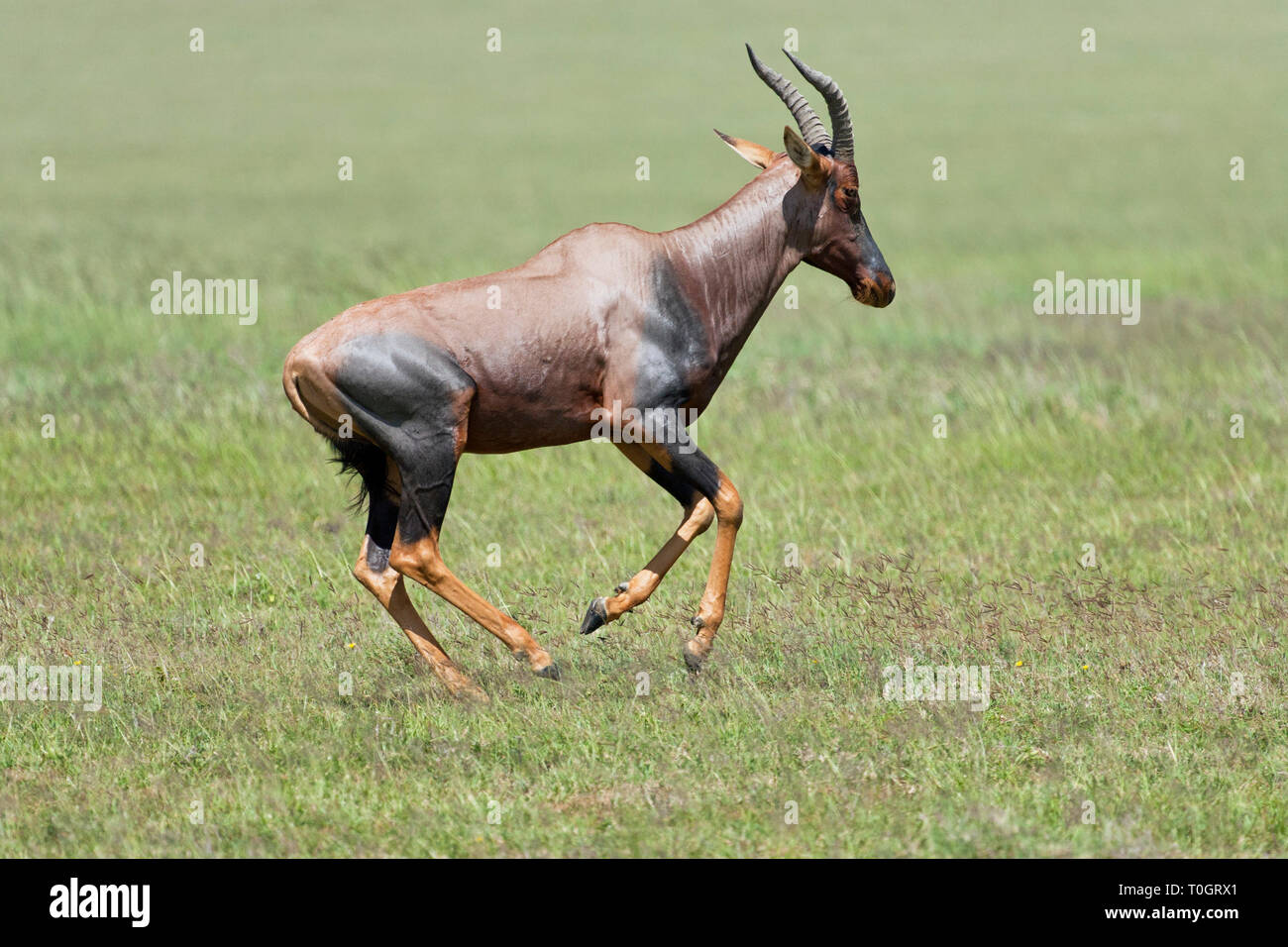 Topi (Damaliscus korrigum) in the grasslands of the Serengeti National ...