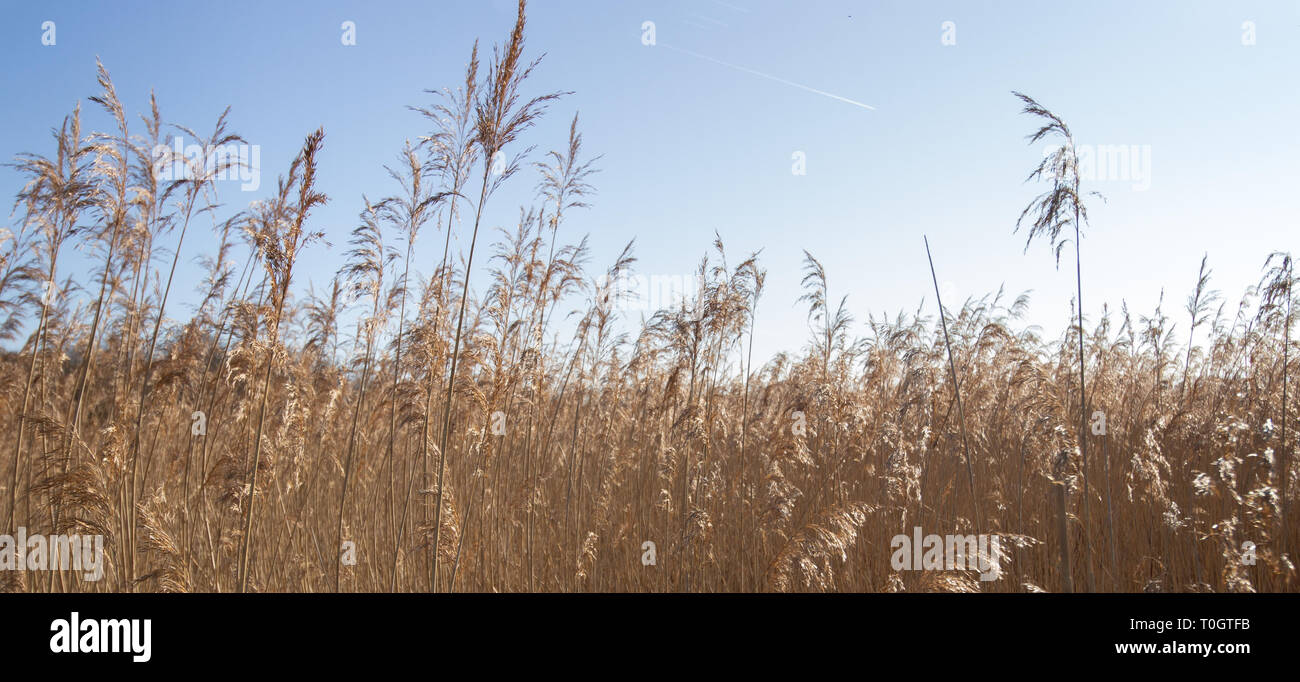 Golden long yellow grass hi-res stock photography and images - Alamy