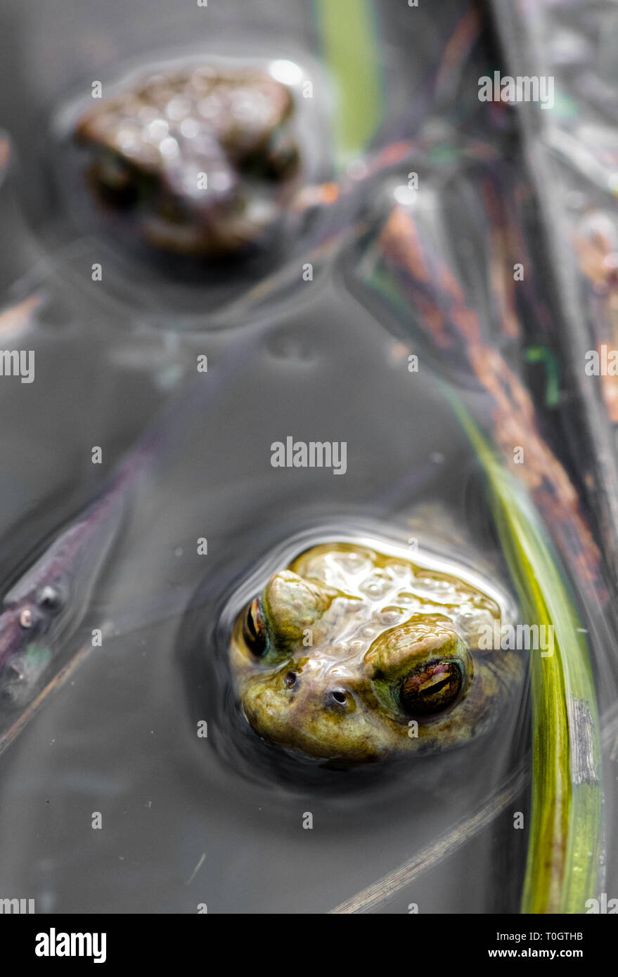 The Common Toad with its head popping up out of a pond Stock Photo - Alamy