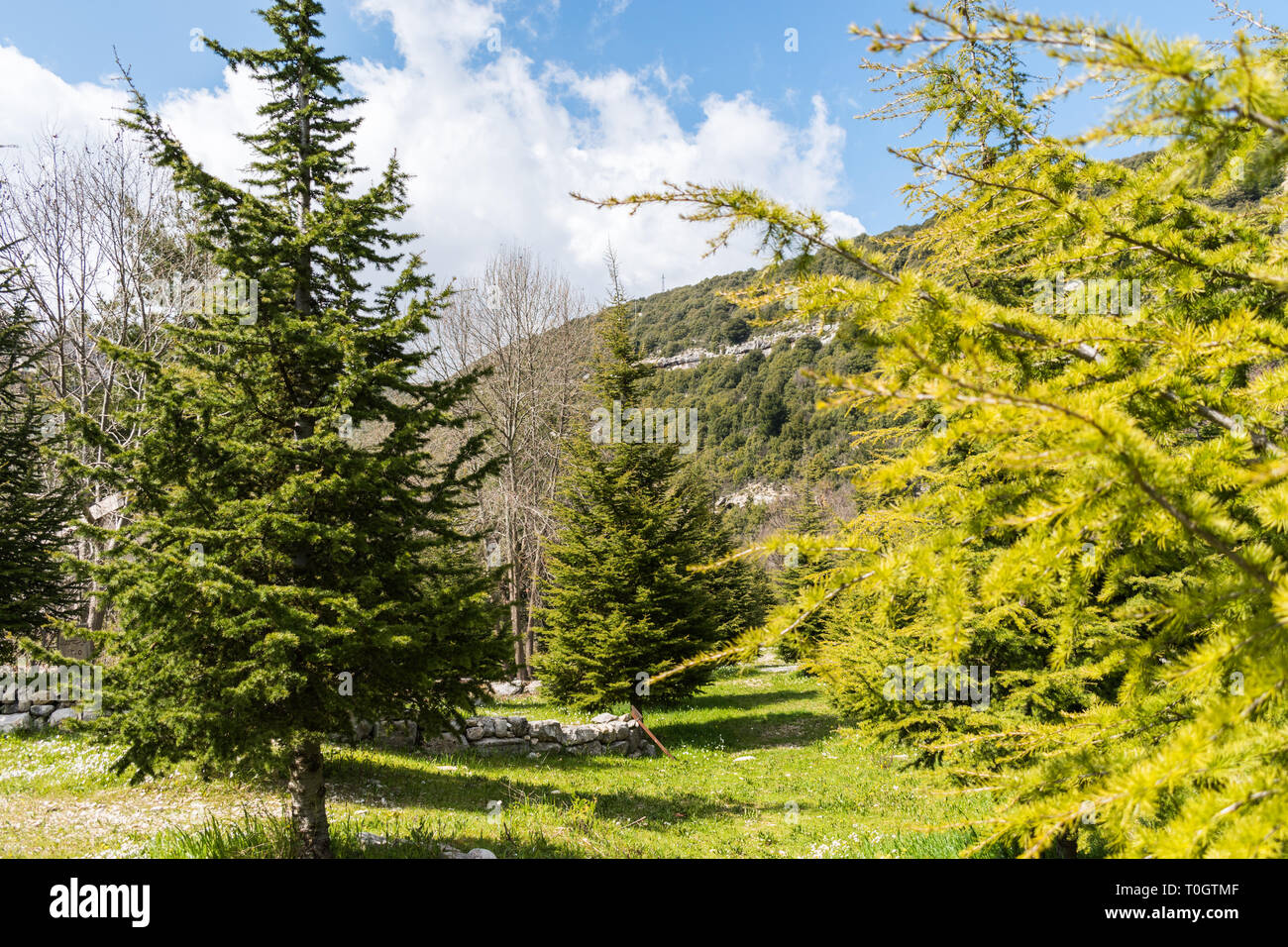 this is a capture for a landscape in Lebanon with a beautiful green ...