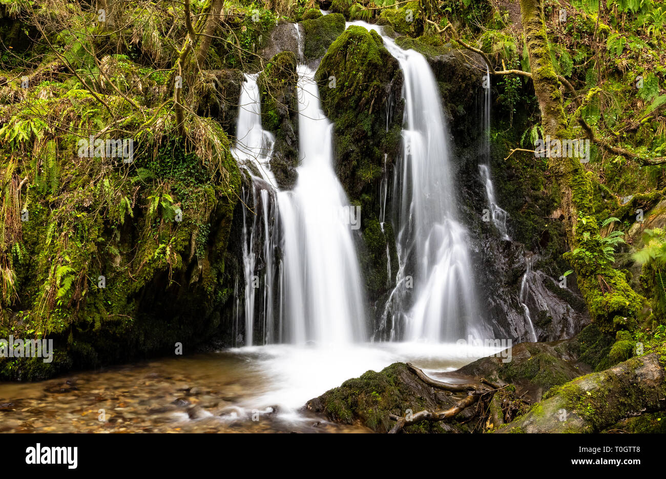 Abefforest hi-res stock photography and images - Alamy