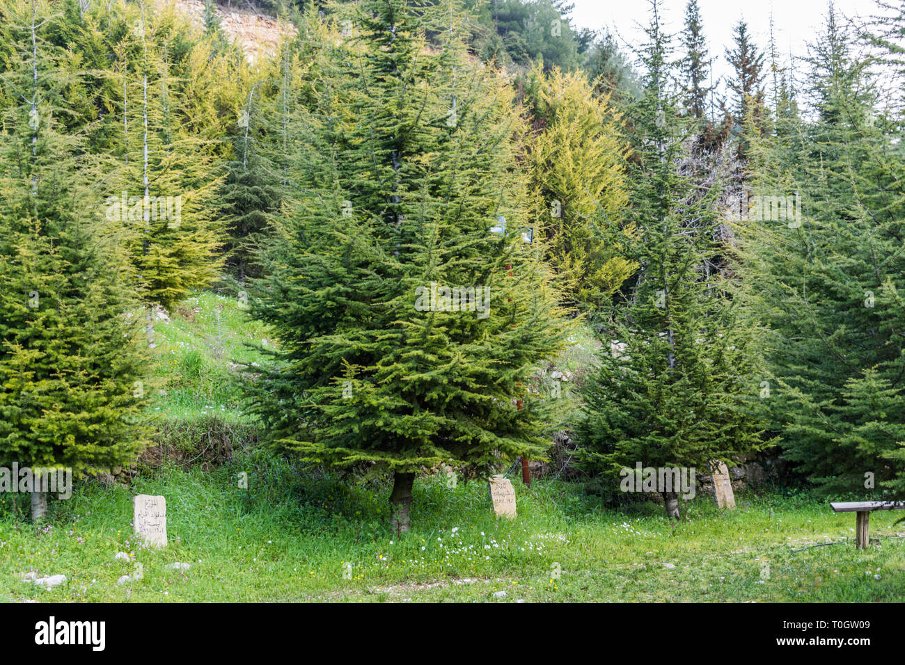 this is a capture for a landscape in Lebanon with a beautiful green ...
