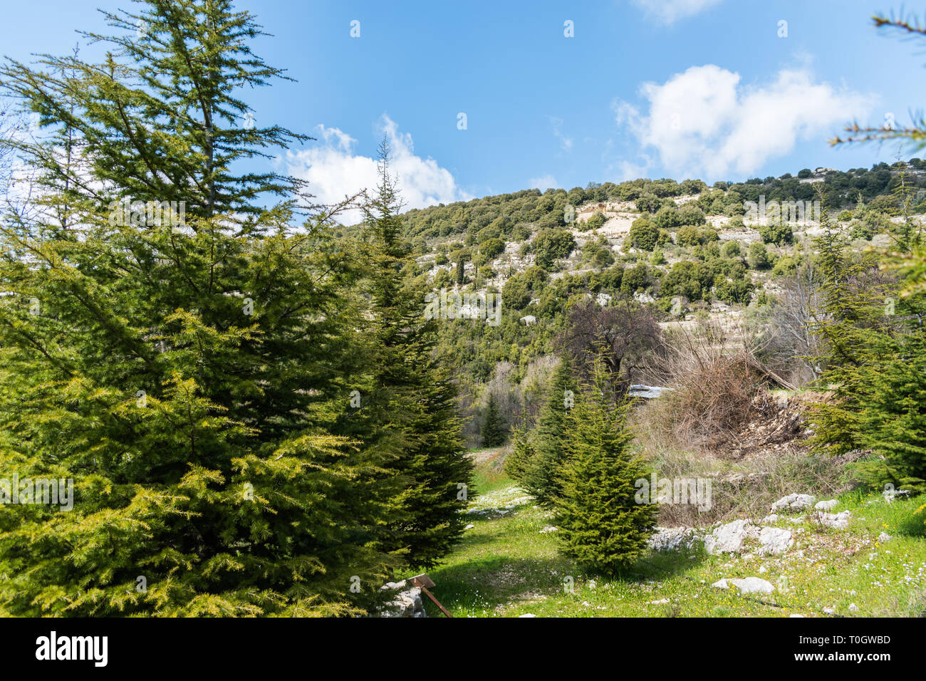 this is a capture for a landscape in Lebanon with a beautiful green ...