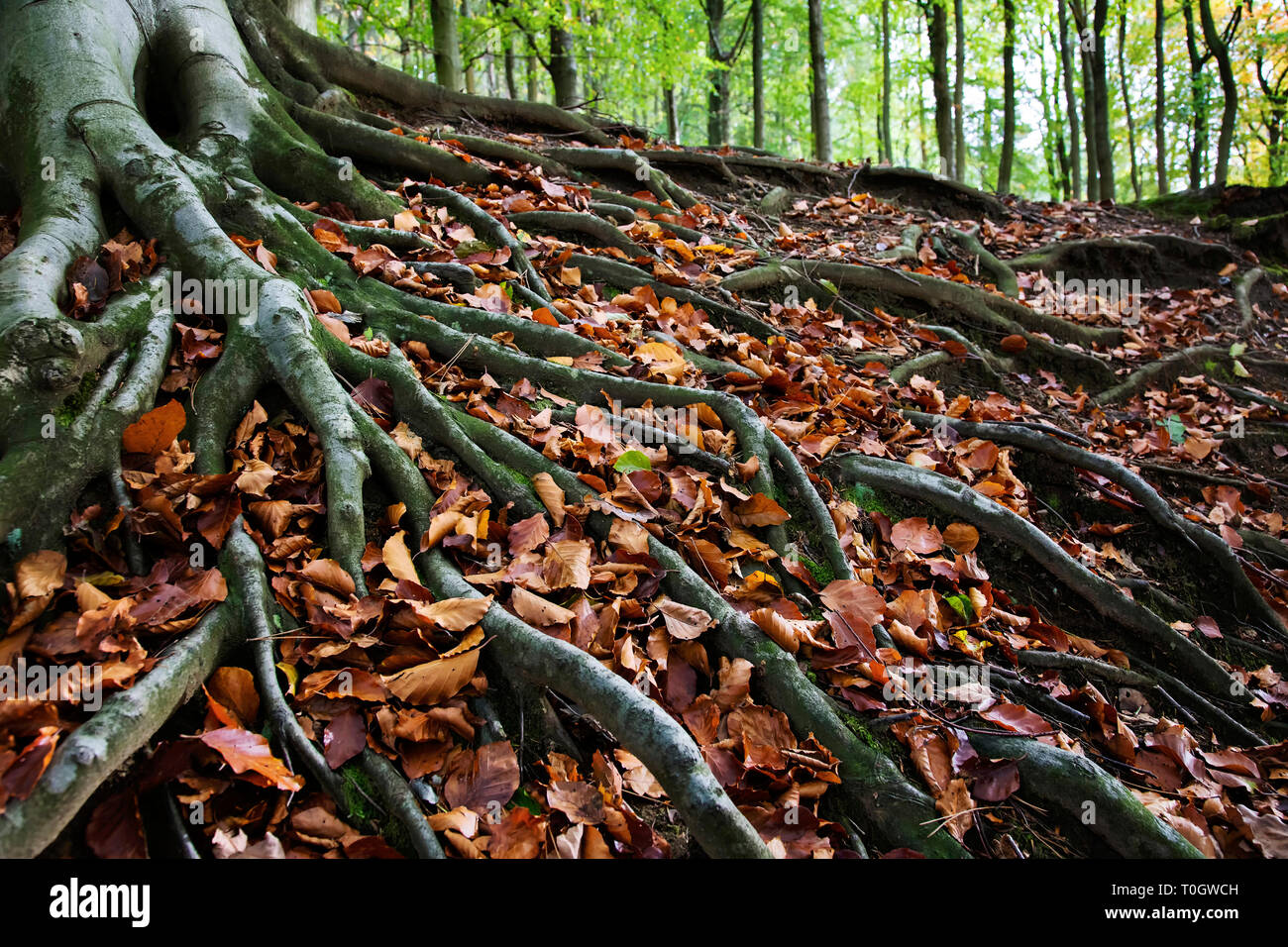Roots in the slope hi-res stock photography and images - Alamy