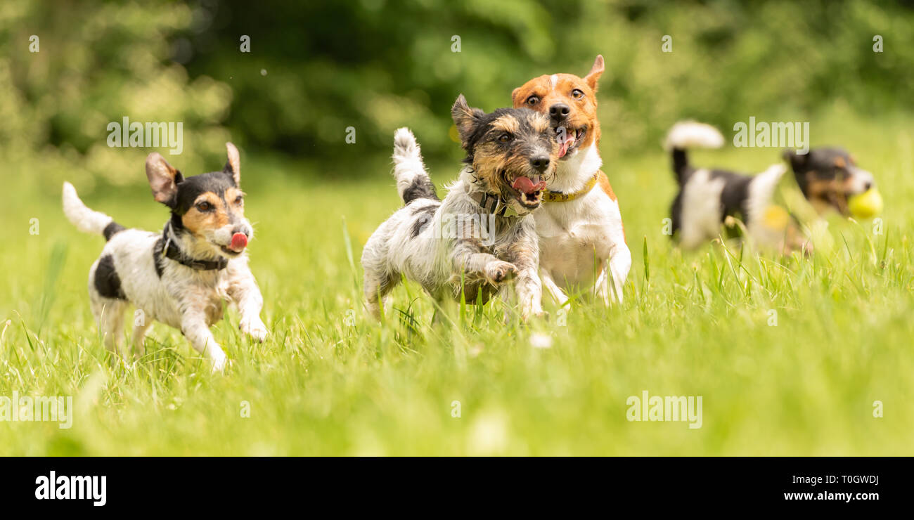 Pack Of Dogs Running