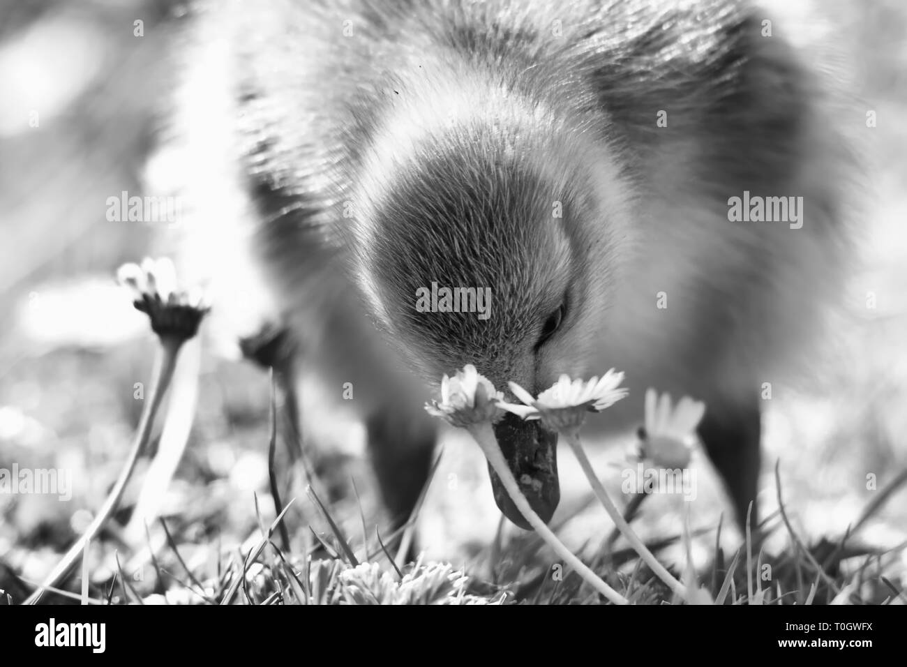 Gosling bird hi-res stock photography and images - Alamy