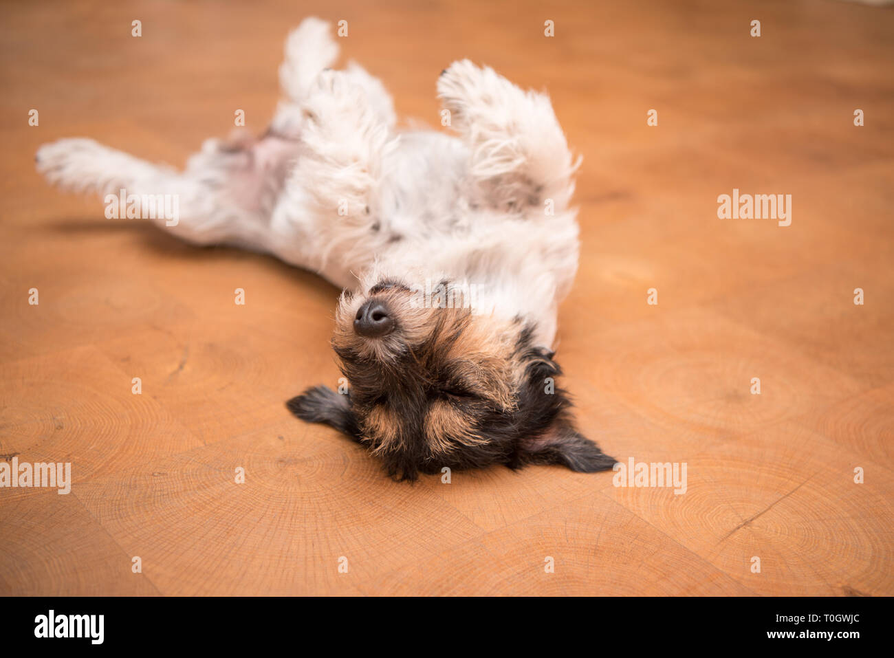 Dog laying upside down on back. Naughty Jack Russell Terrier hound ...