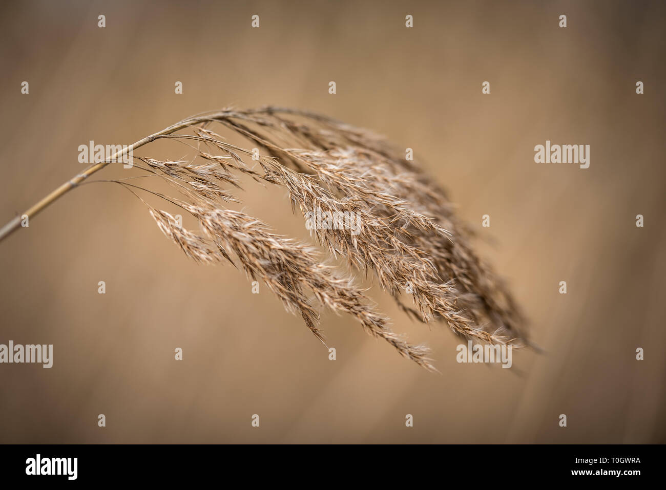 Beautiful dry reed before soft brown background Stock Photo - Alamy