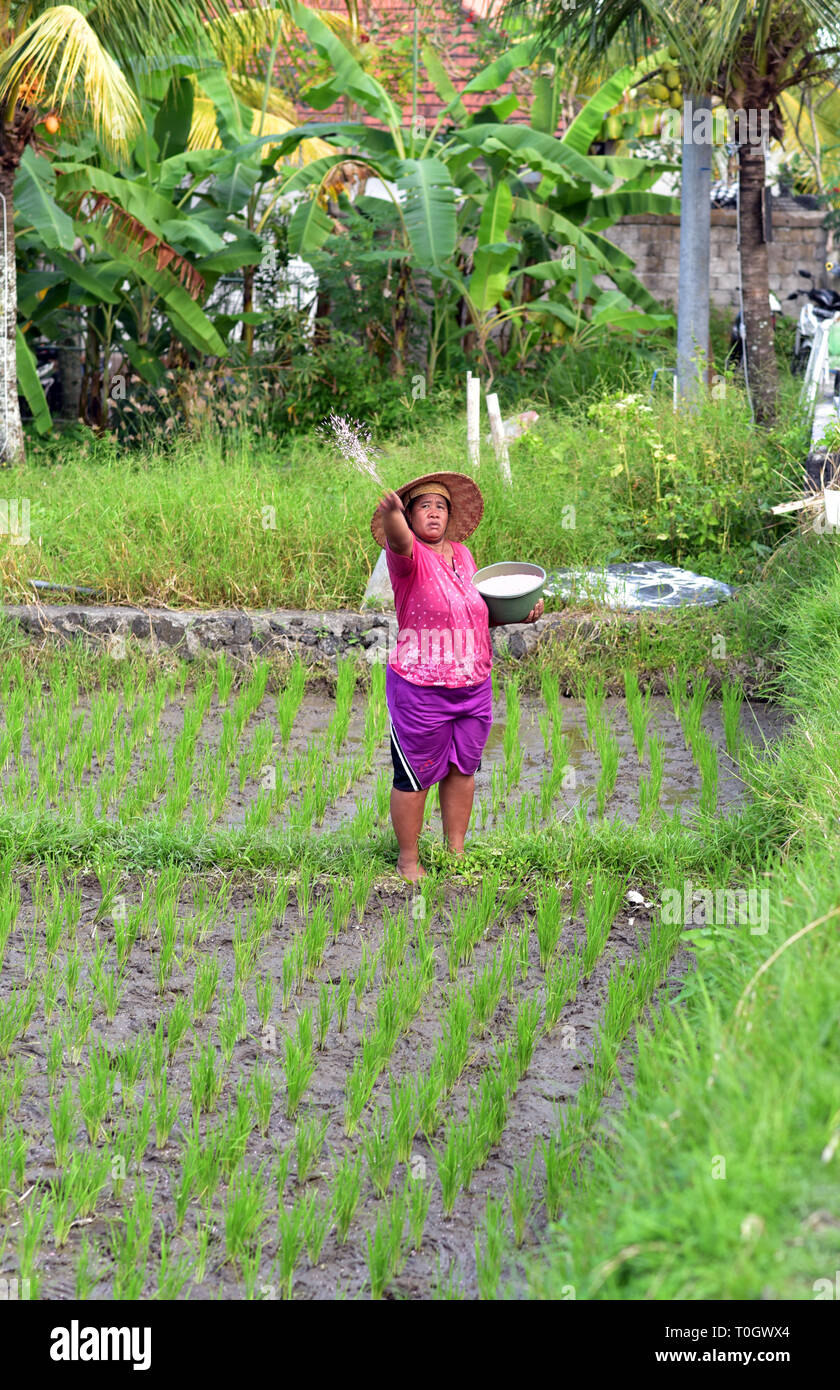 BALI - INDONESIA / 06.05.2018: Balinese woman working in the rice ...