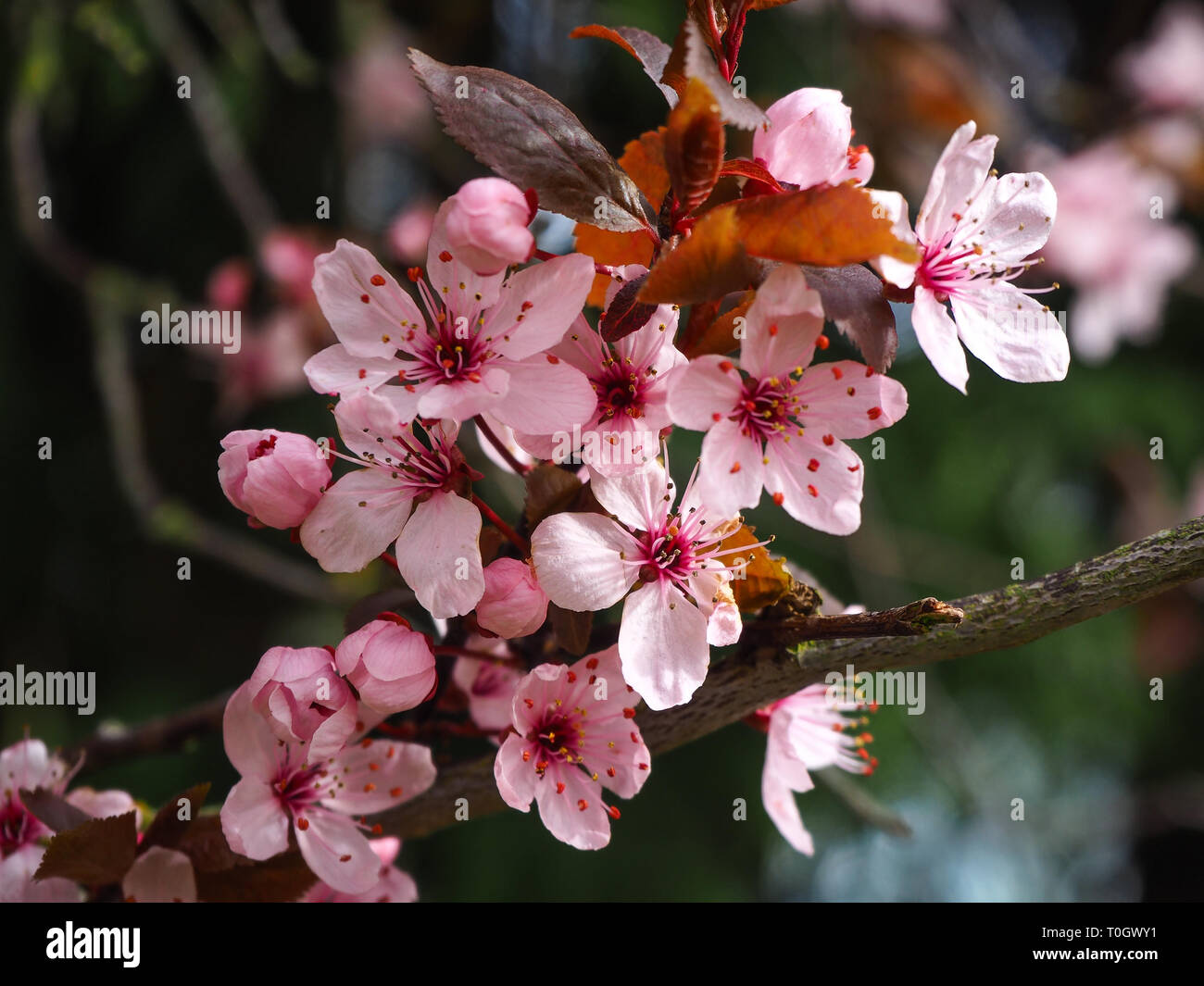 Closeup cherry spring tree hi-res stock photography and images - Alamy