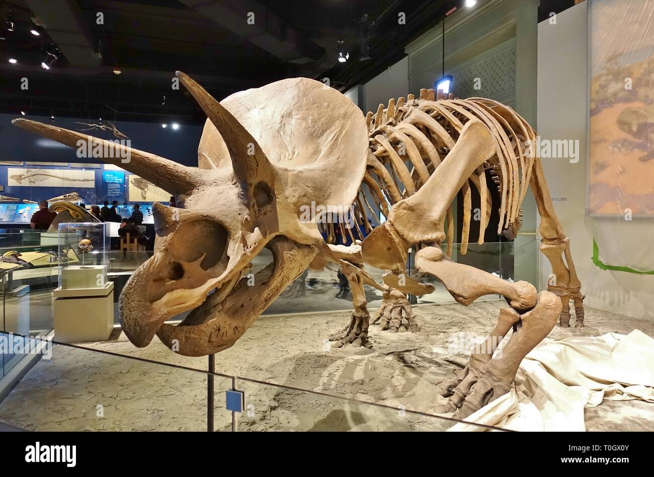 T rex sue hi-res stock photography and images - Alamy