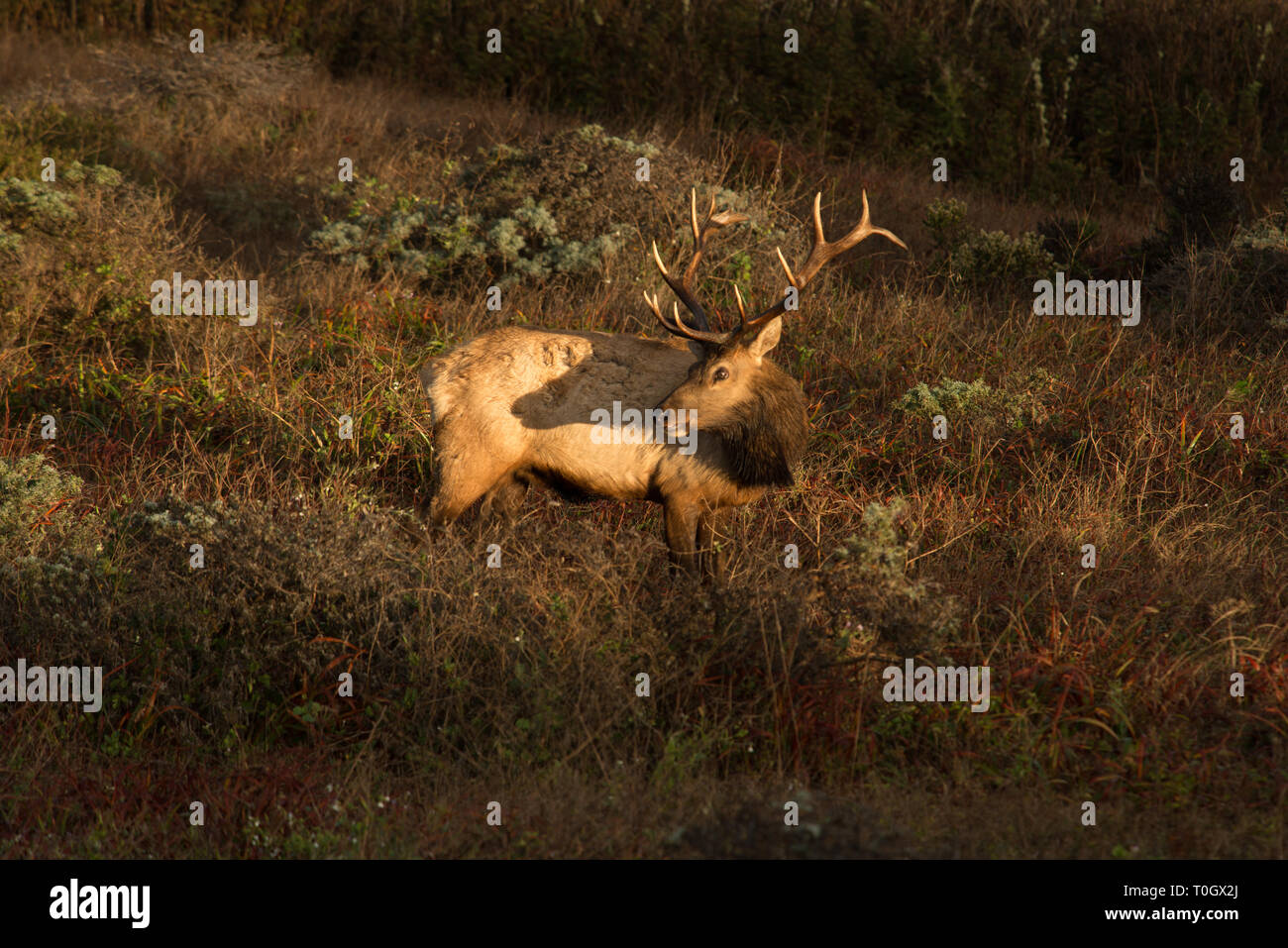 An elk gives a sly look after bugling Stock Photo - Alamy