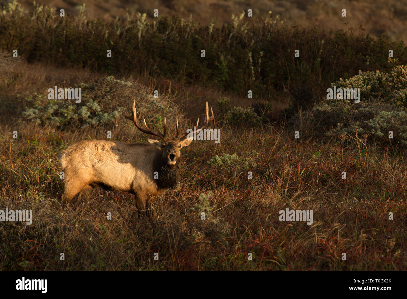 Bull elk bugling hi-res stock photography and images - Alamy