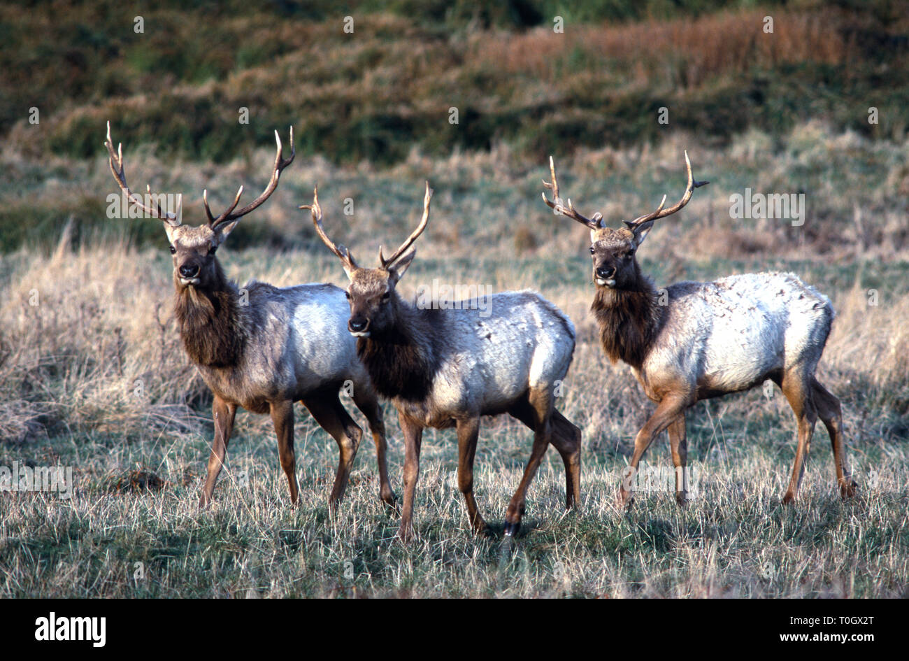 The three "kings" keep an eye on a visitor Stock Photo - Alamy