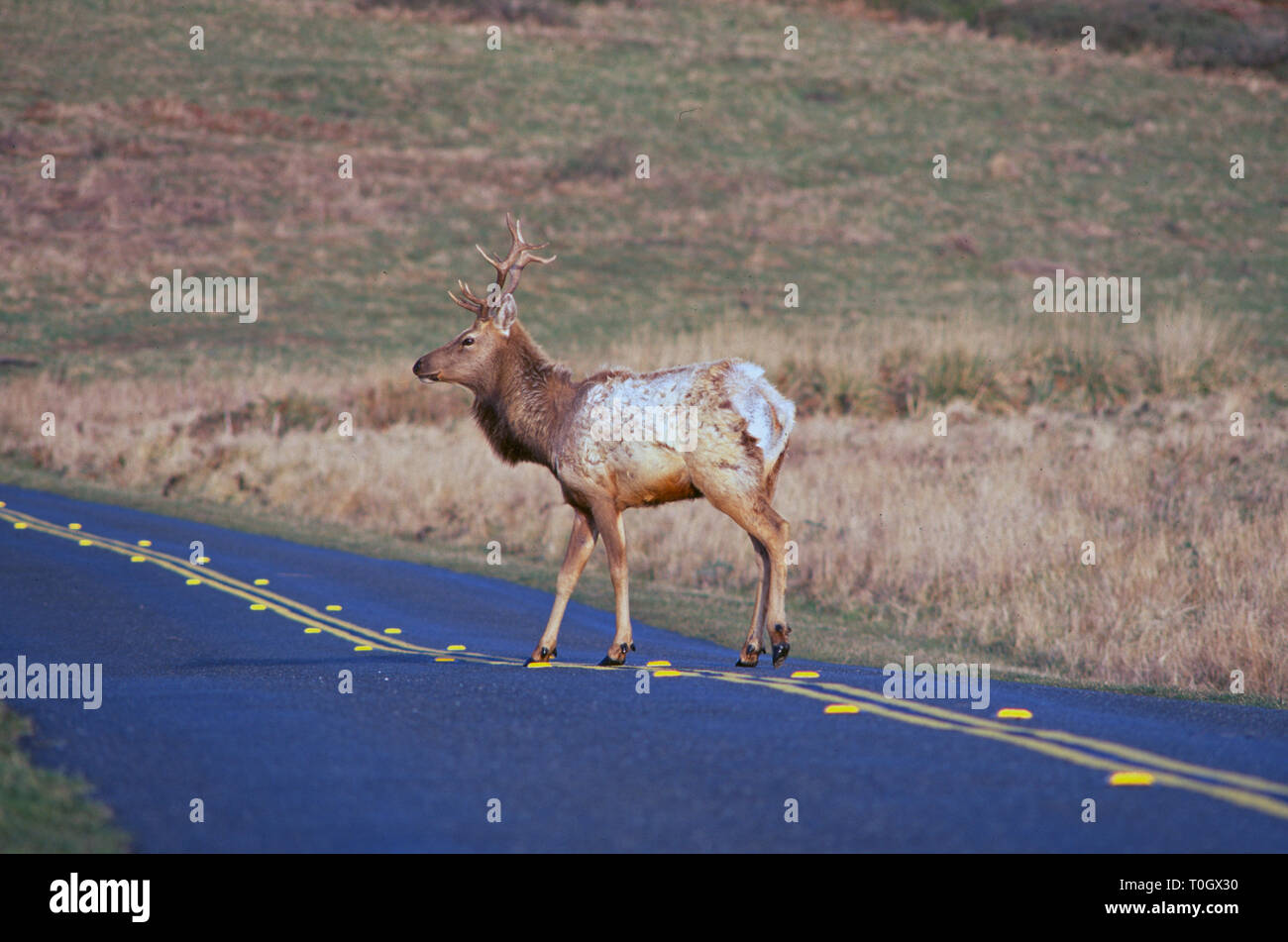 An elk crosses the road Stock Photo - Alamy