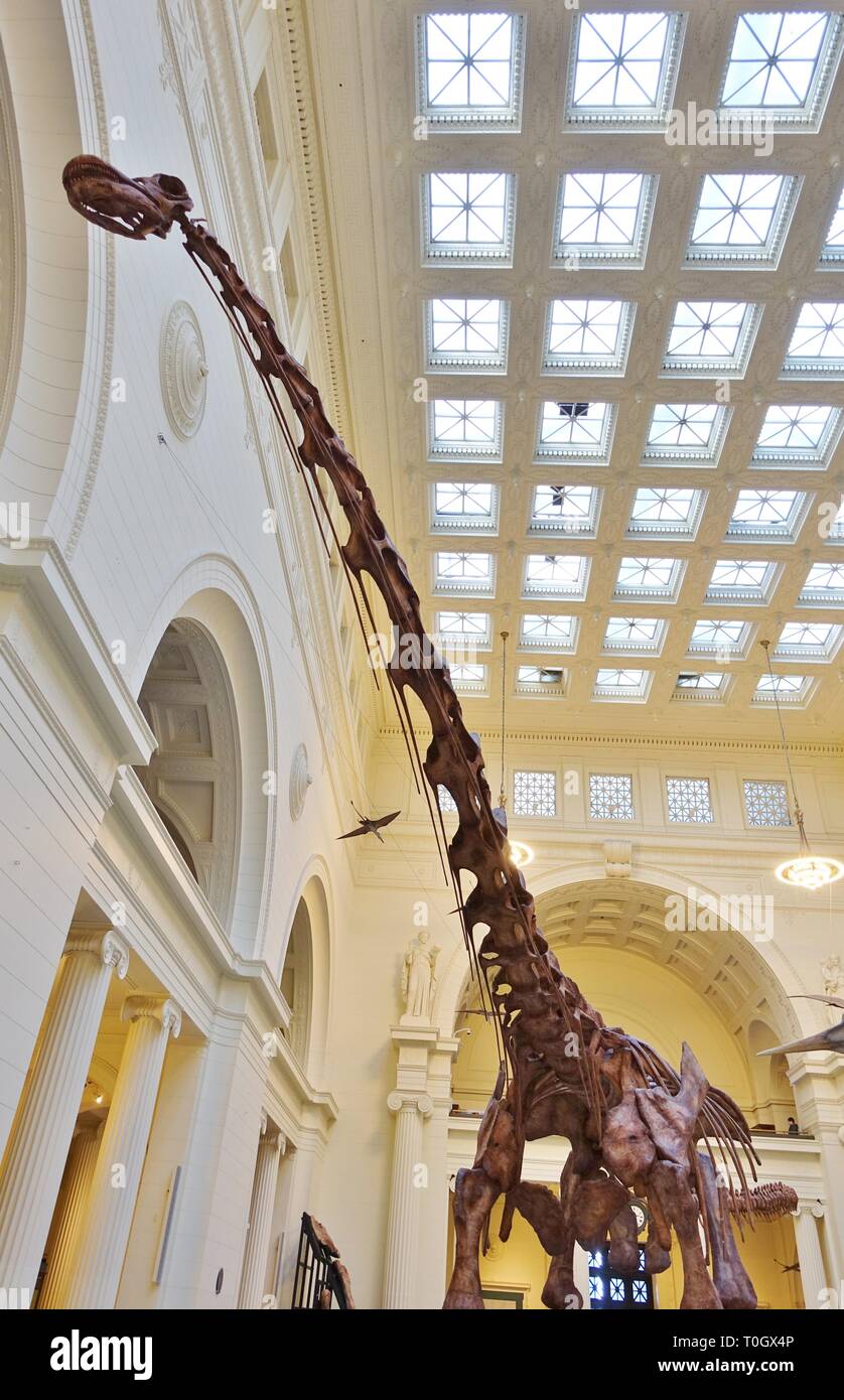 Sue t rex field museum hi-res stock photography and images - Alamy