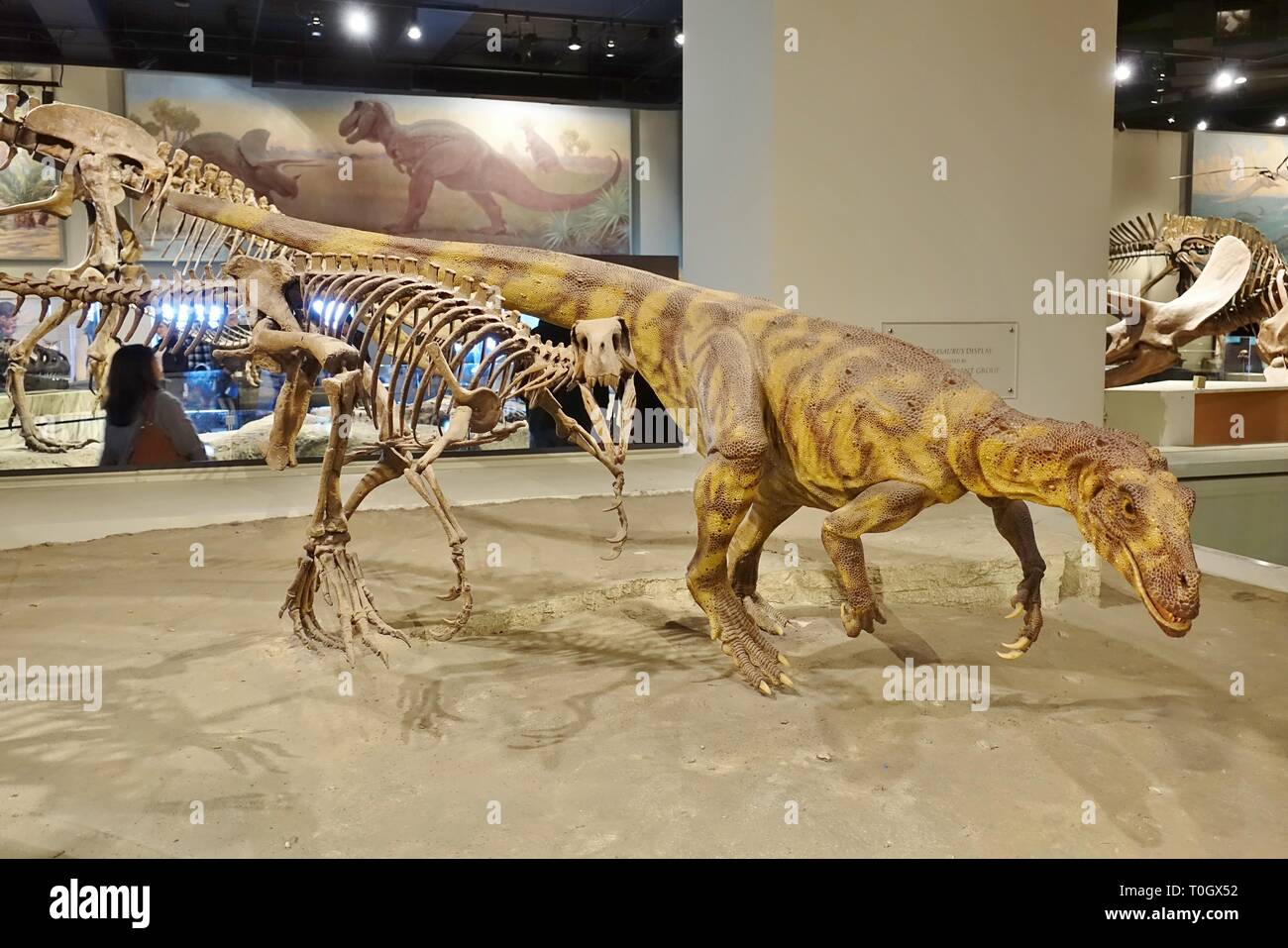Sue t rex field museum hi-res stock photography and images - Alamy