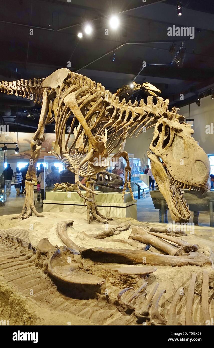Sue t rex field museum hi-res stock photography and images - Alamy