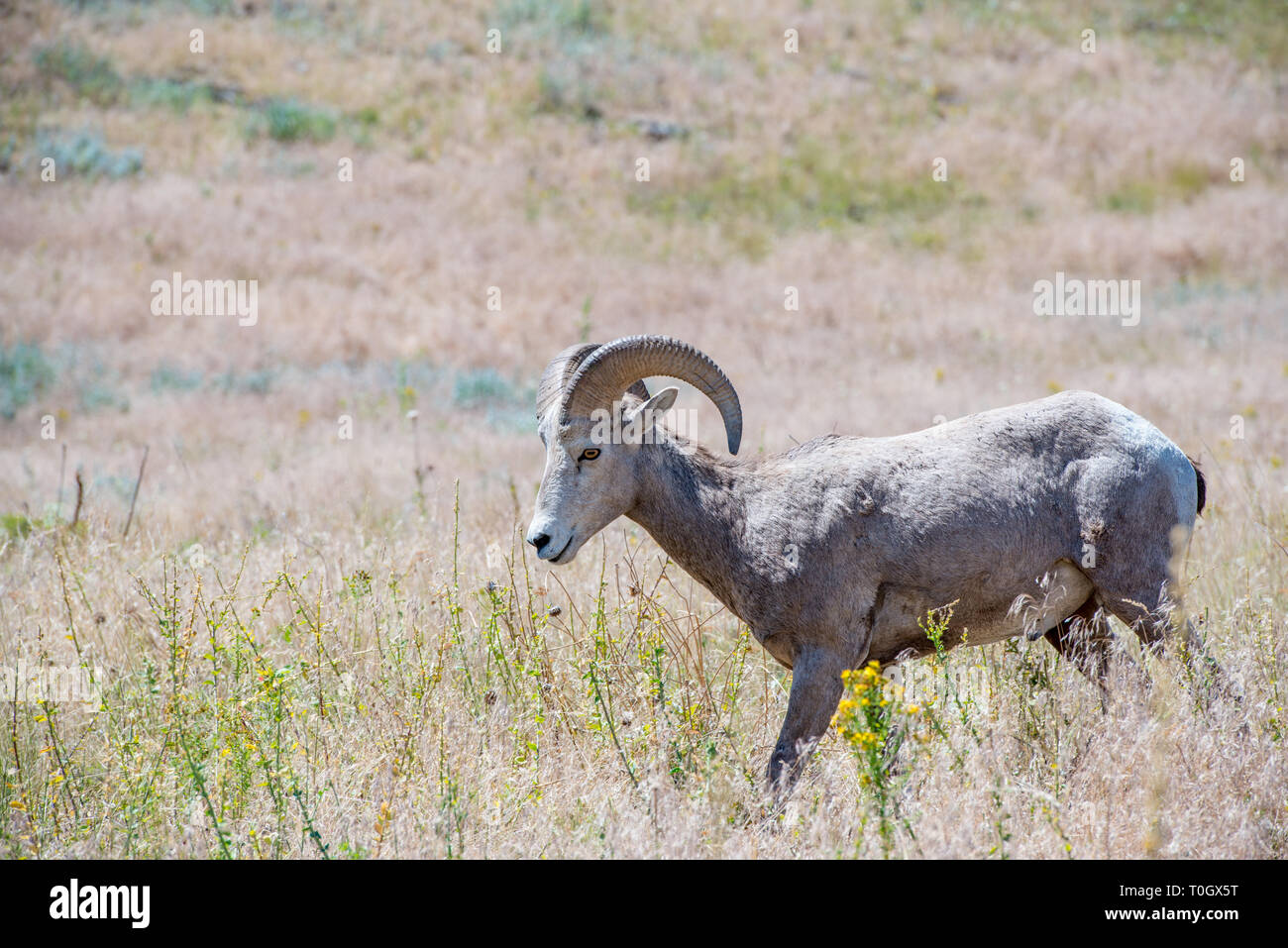 The National Bison Range in Charlo, Montana is one of the most ...