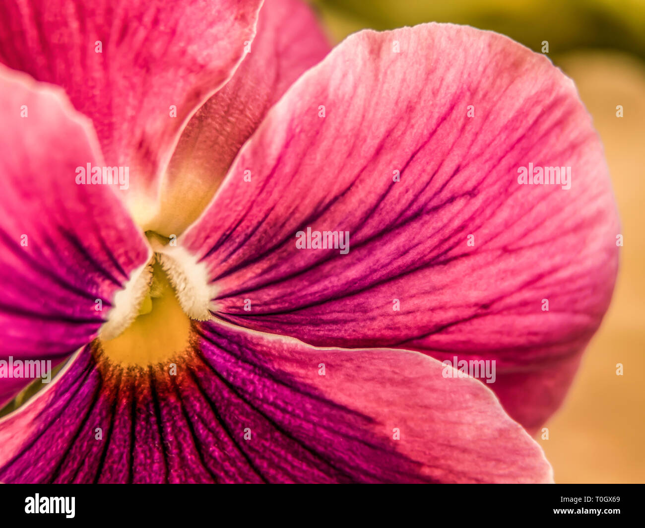 Pansy fall hi-res stock photography and images - Alamy