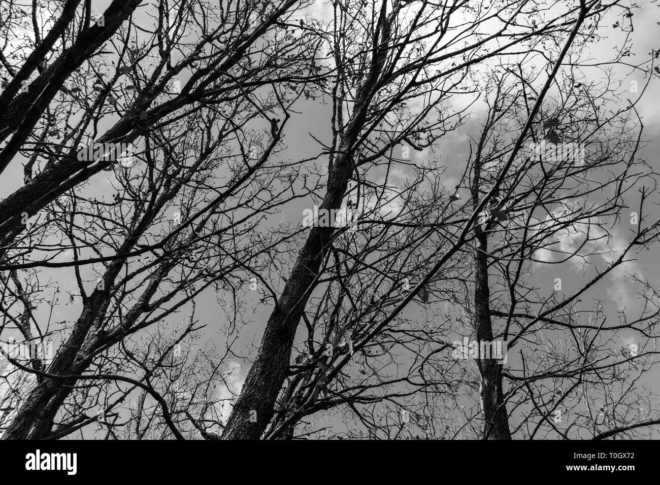this is a capture in a black and white for a tree which act as a ...