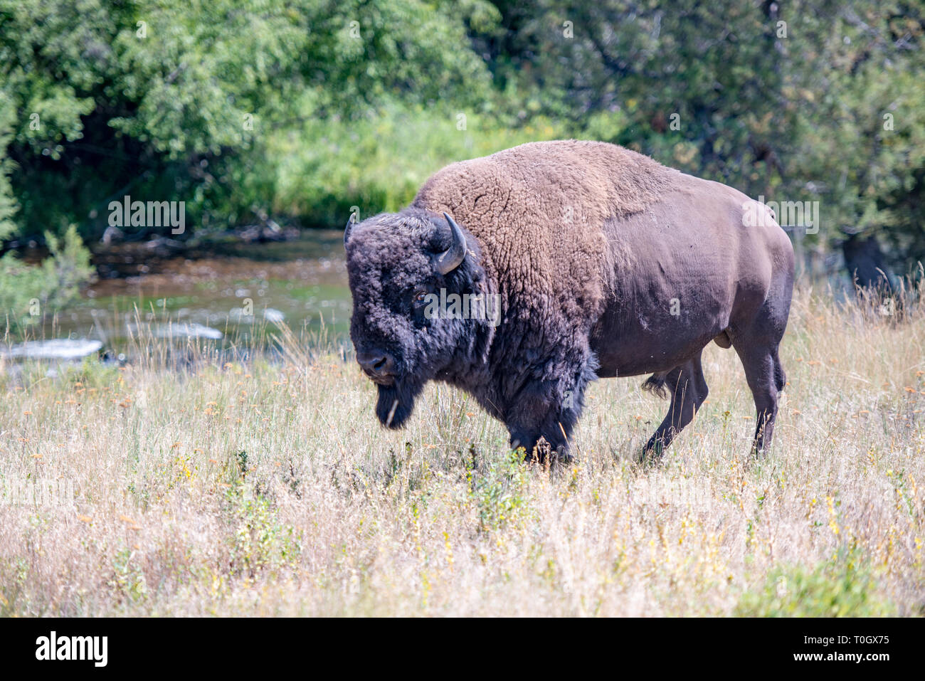 The National Bison Range in Charlo, Montana is one of the most ...
