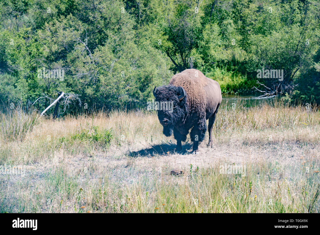 The National Bison Range in Charlo, Montana is one of the most ...
