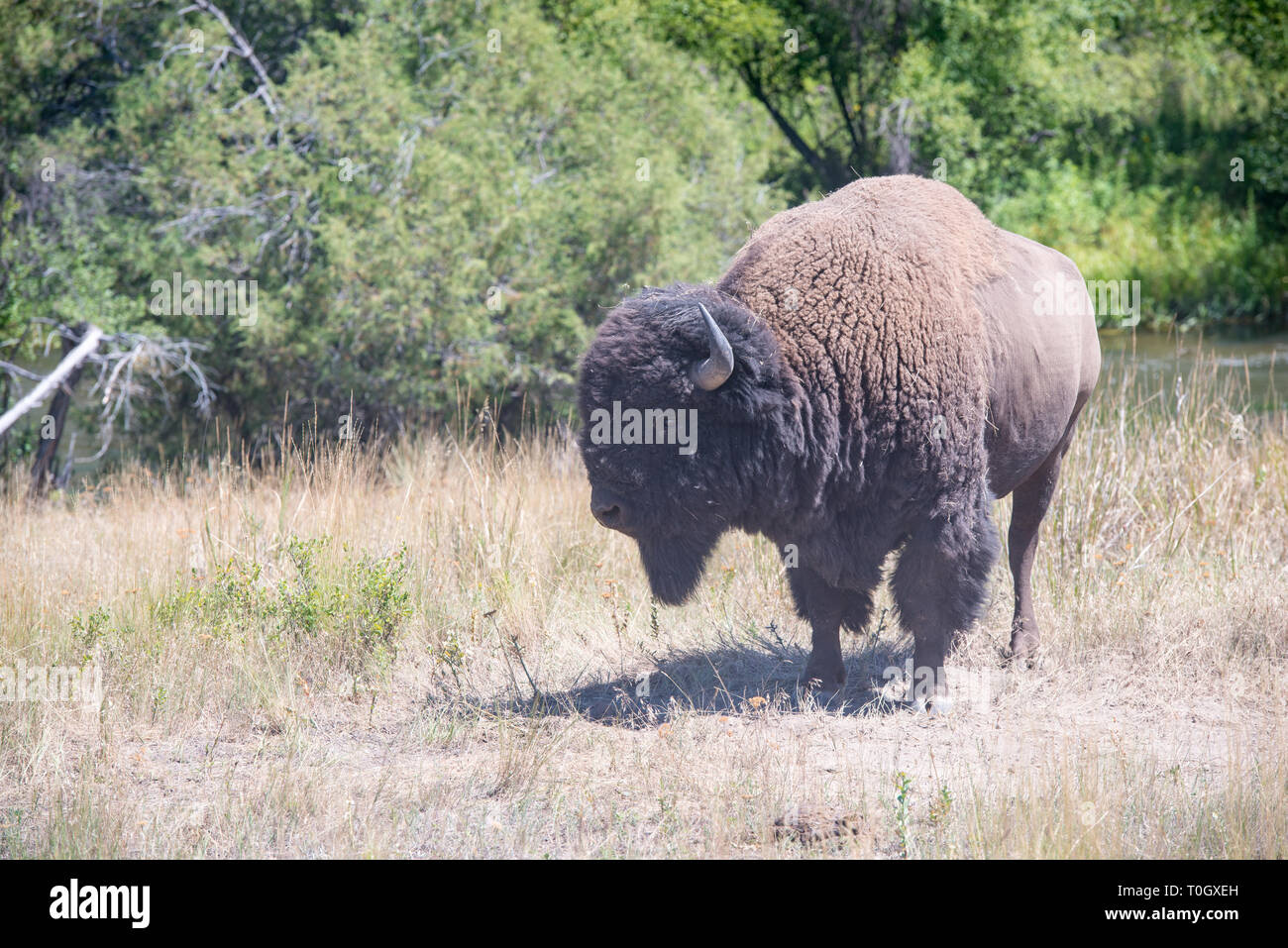 The National Bison Range in Charlo, Montana is one of the most ...