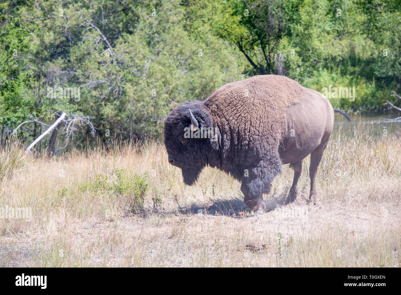 The National Bison Range in Charlo, Montana is one of the most ...