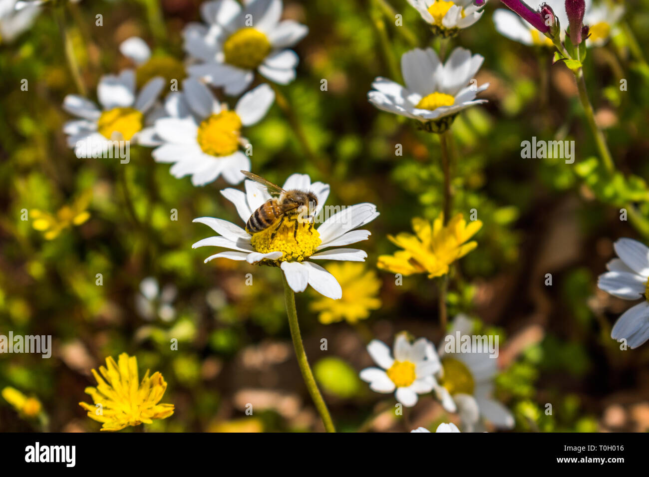 Margaret flower hi-res stock photography and images - Alamy