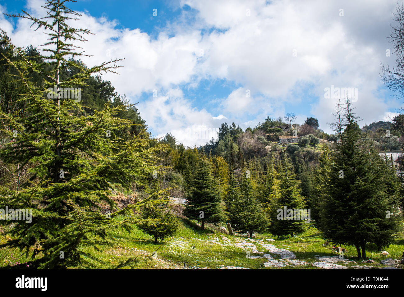 this is a capture for a landscape in Lebanon with a beautiful green ...