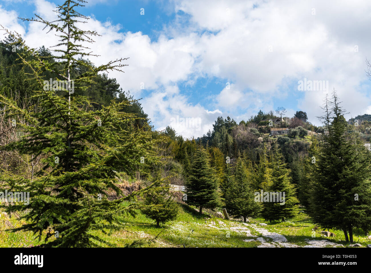this is a capture for a landscape in Lebanon with a beautiful green ...