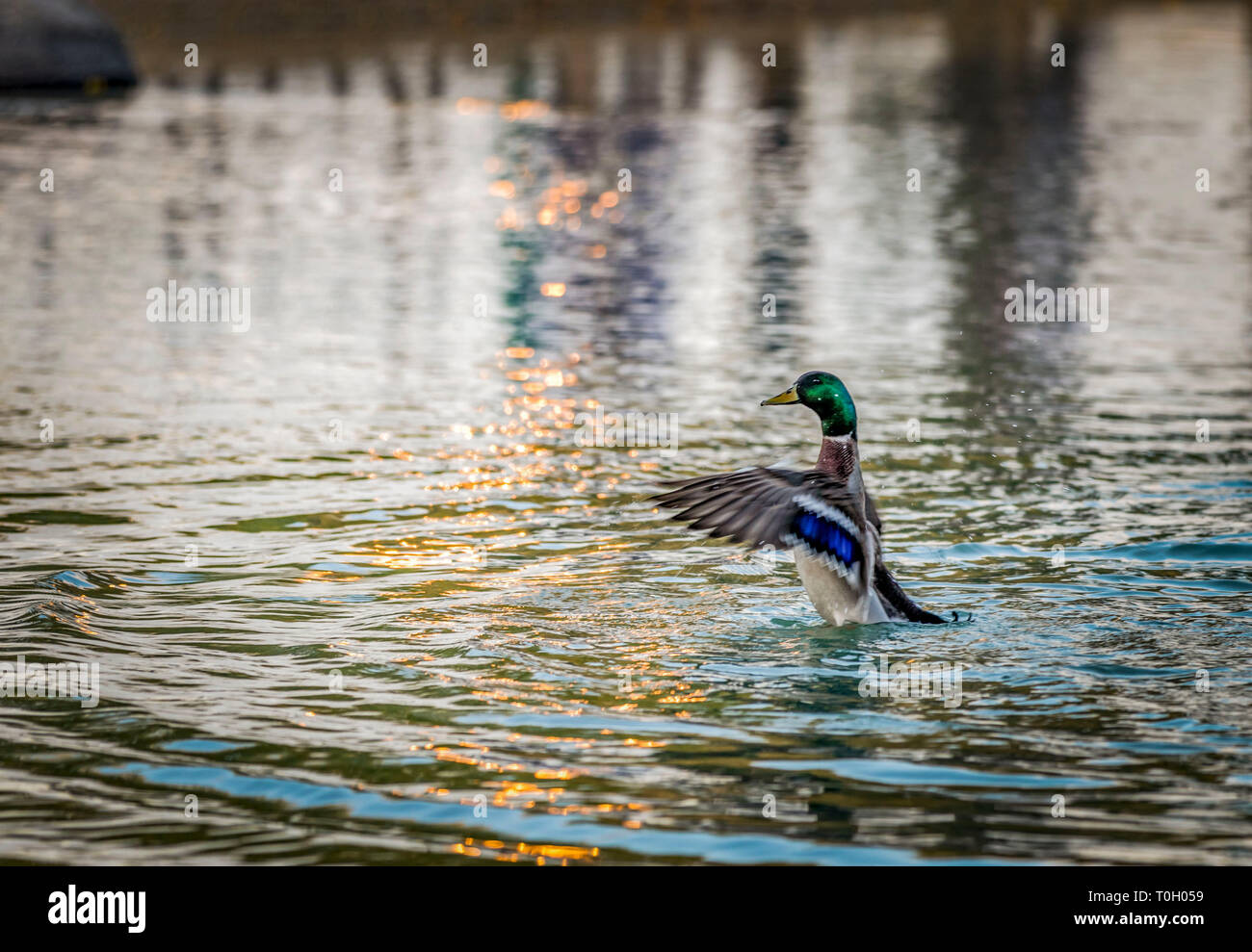 Male Mallard Flapping Wings Stock Photo - Alamy