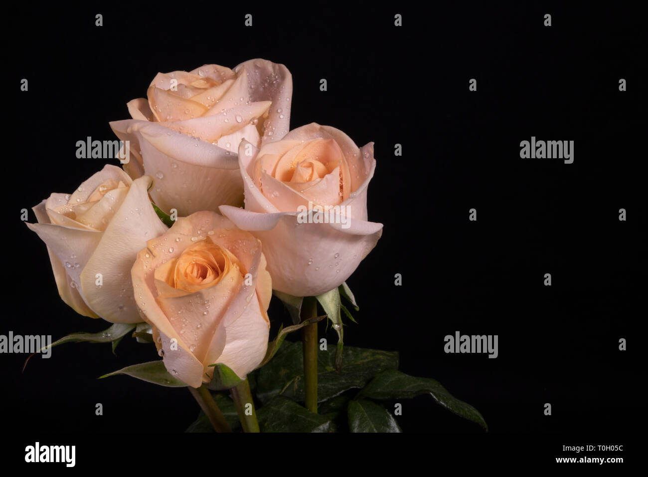 Four Peach Roses Stock Photo - Alamy