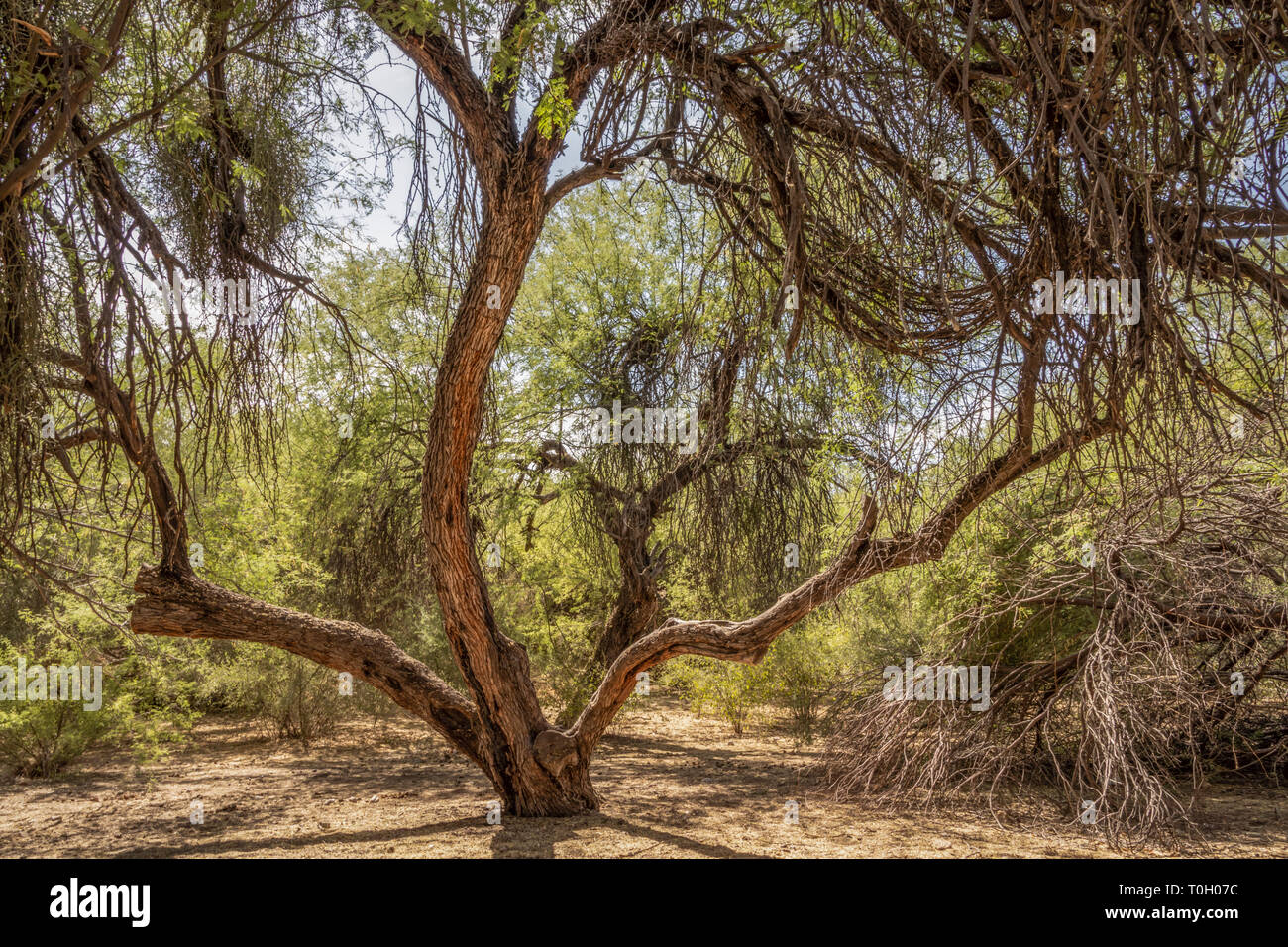Old Craggy Tree High Resolution Stock Photography and Images - Alamy