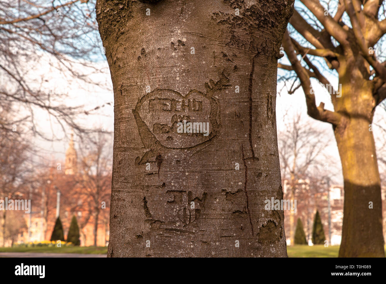 A Close up of a branch of a tree and leaves in Scotland Stock Photo - Alamy
