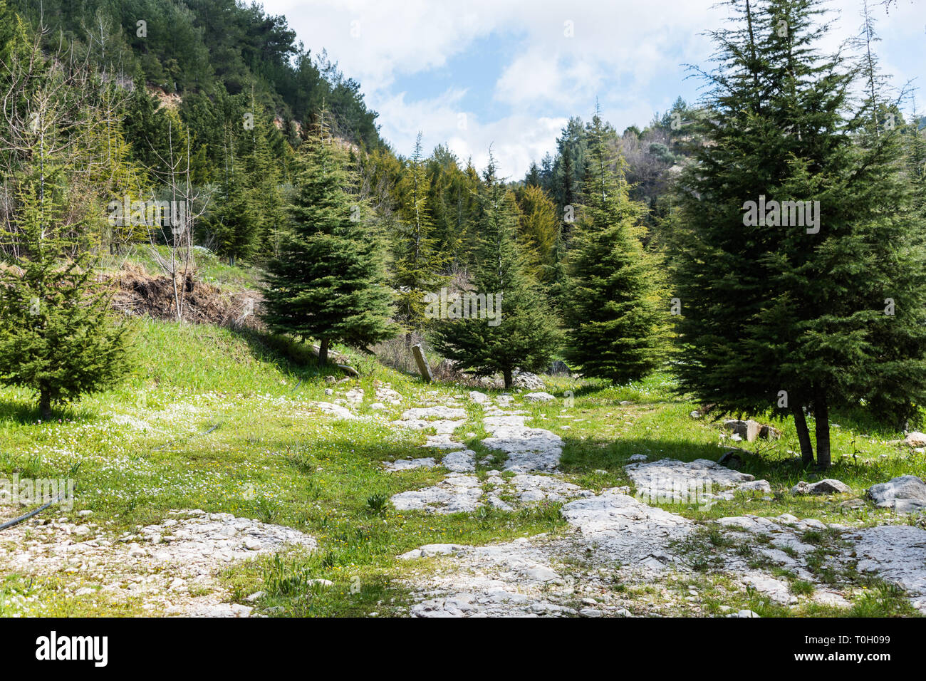 this is a capture for a landscape in Lebanon with a beautiful green ...
