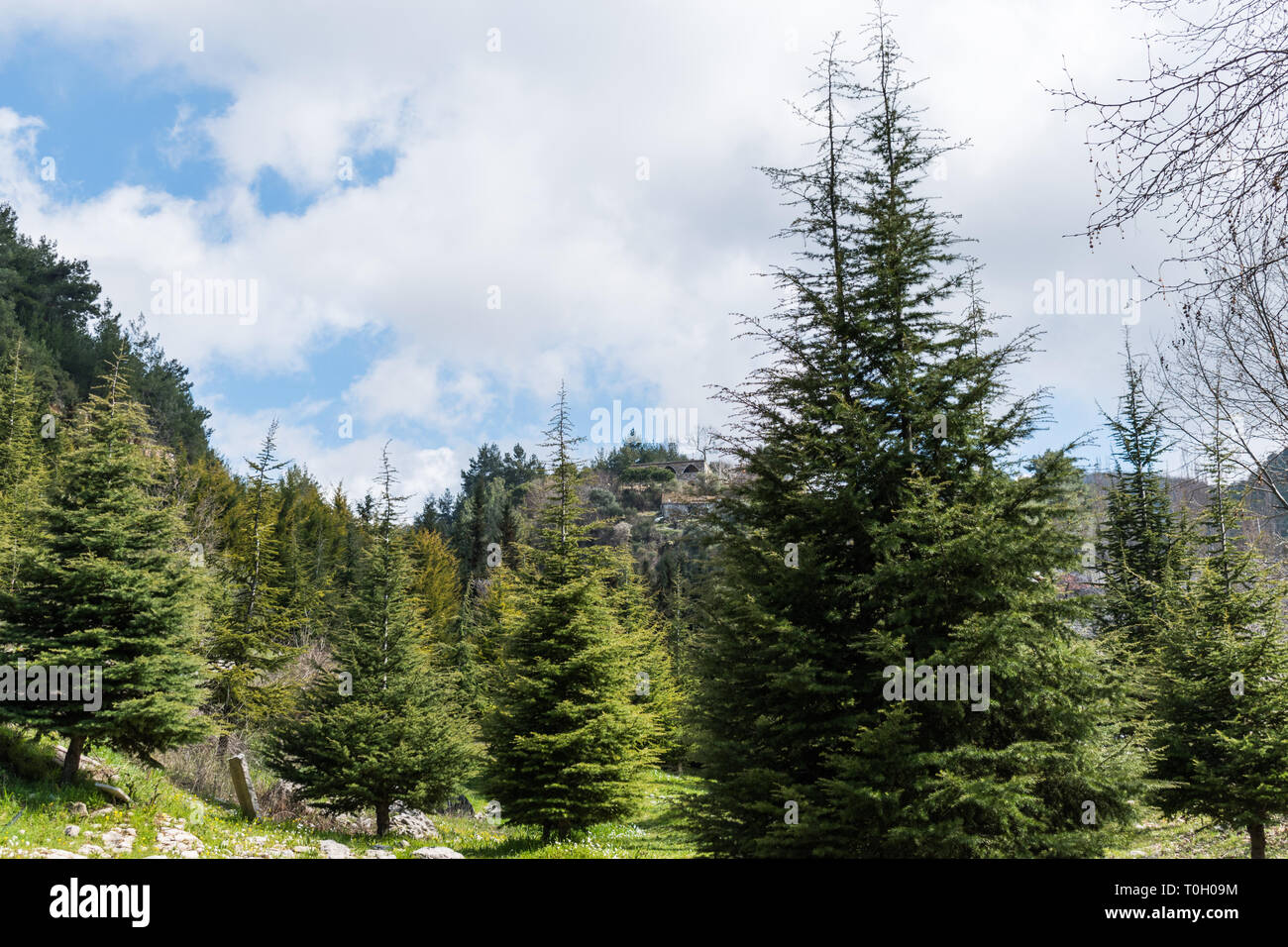 this is a capture for a landscape in Lebanon with a beautiful green ...