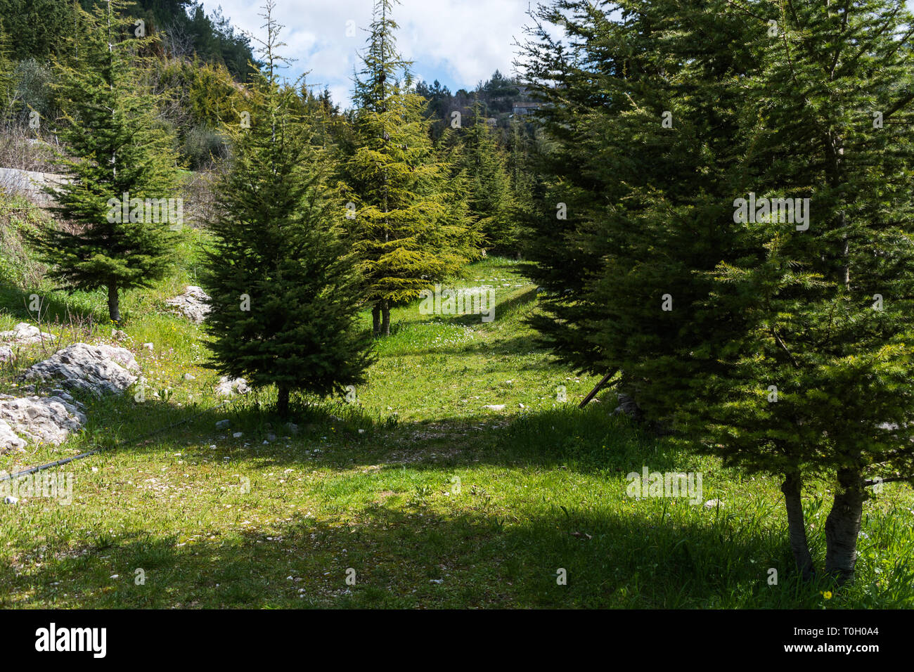 this is a capture for a landscape in Lebanon with a beautiful green ...