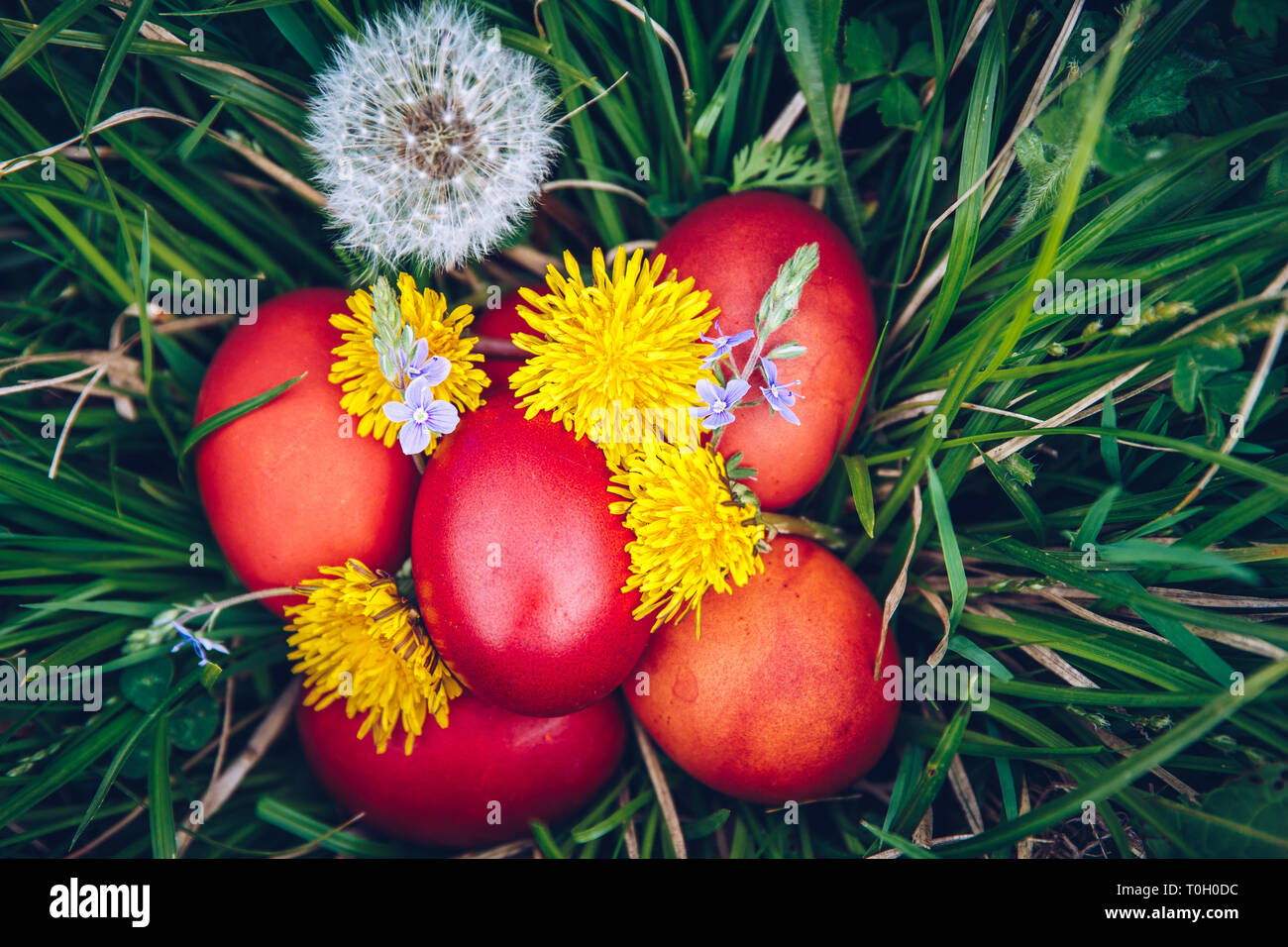 Red easter eggs on the grass with flowers and blowballs, spring ...