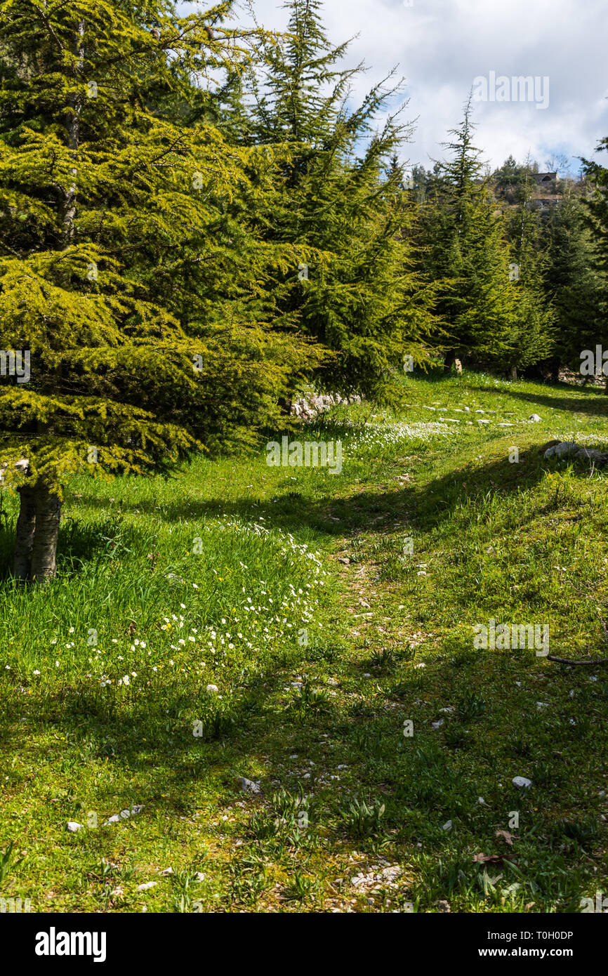 this is a capture for a landscape in Lebanon with a beautiful green ...