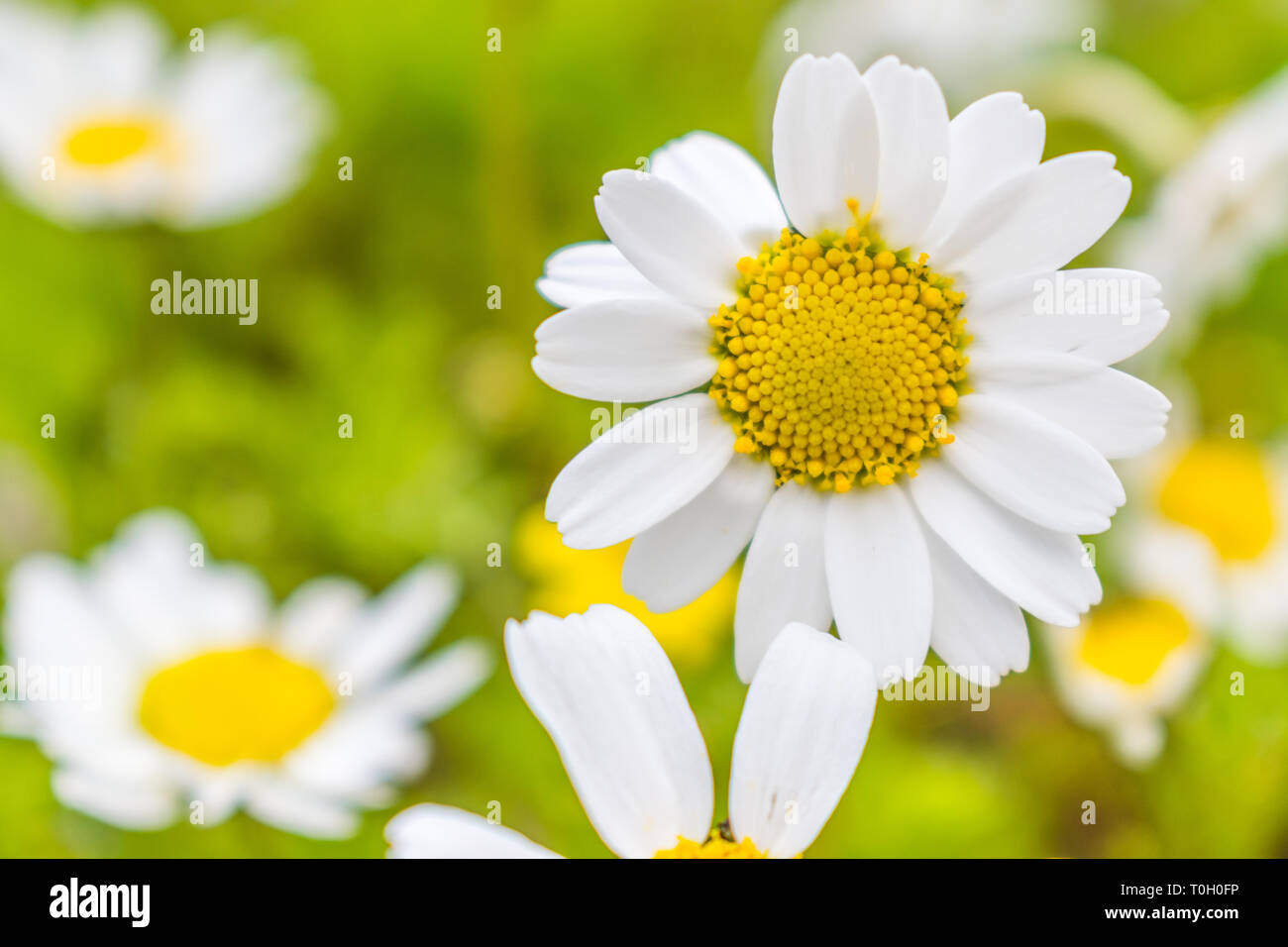 Marguerite daisy picture hi-res stock photography and images - Alamy