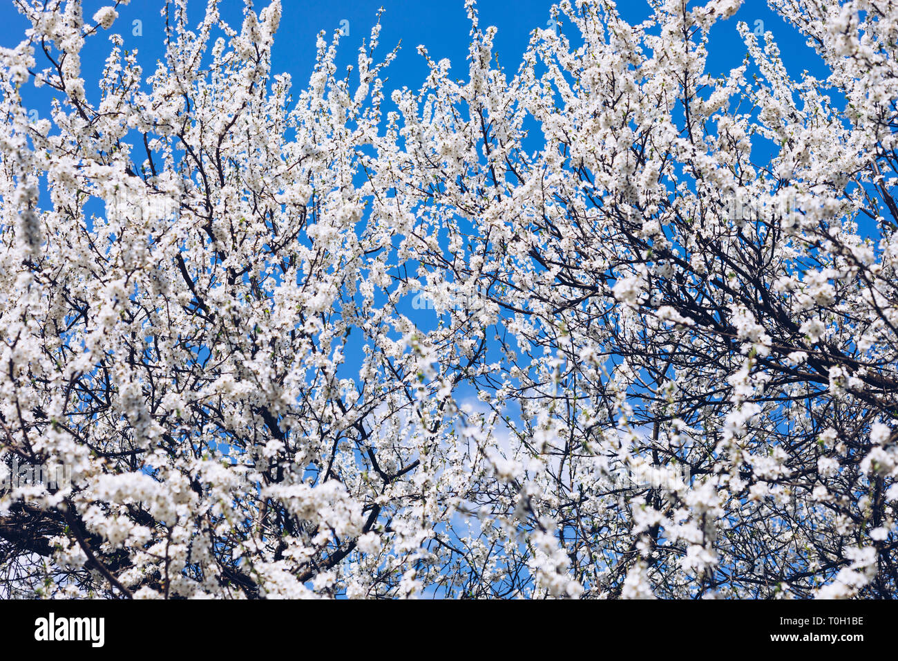 Flowering cherry against a blue sky. Cherry blossoms. Spring background ...