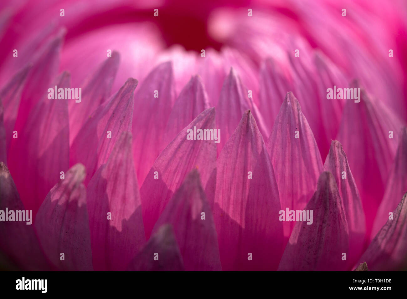 Textured petals hi-res stock photography and images - Alamy