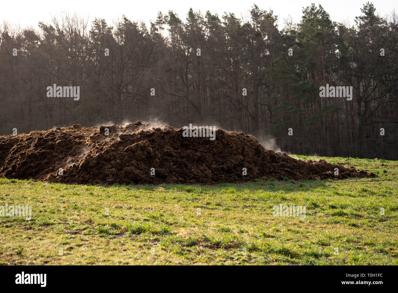 Pile of manure on an agricultural field for growing bio products Stock ...