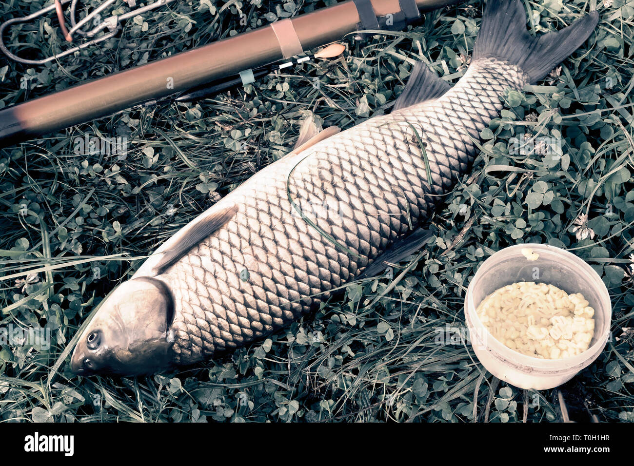 On the green grass next to the rod is fresh fish, which was caught in ...