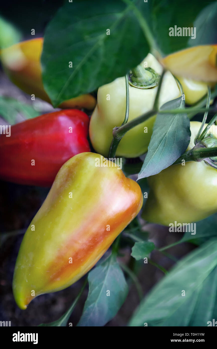 Large peppers red and yellow ripen in the garden among green leaves ...
